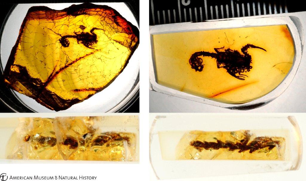 From the Bench: Making Things Amber Clear | Institute of Museum and ...