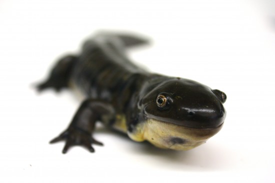 Saving Salamanders with Science | Institute of Museum and Library Services