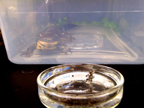Saving Salamanders with Science | Institute of Museum and Library Services